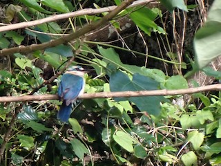 Mewing Kingfisher - eBird