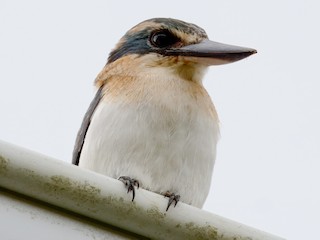 Mewing Kingfisher - eBird