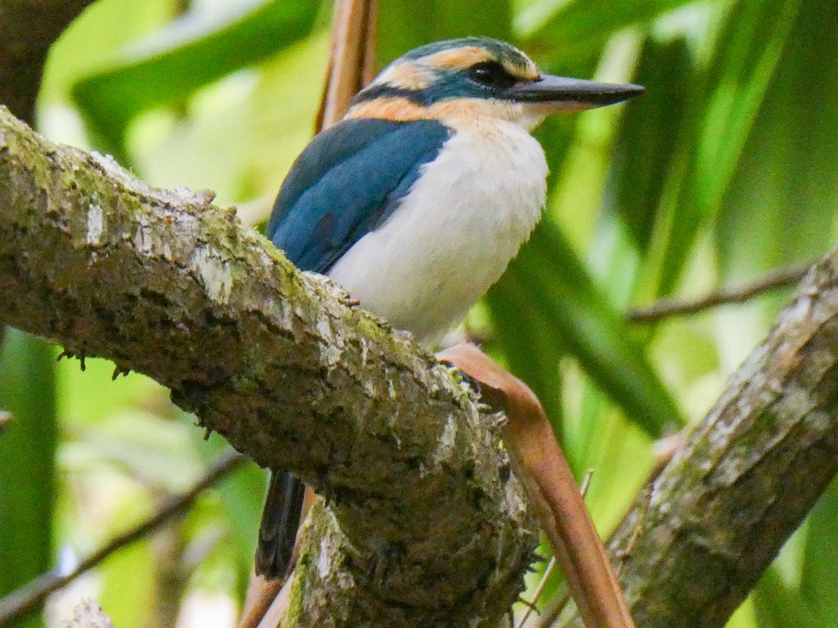 Mewing Kingfisher - Todiramphus ruficollaris - Birds of the World