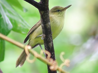 Cook Islands Reed Warbler - Acrocephalus kerearako - Birds of the World
