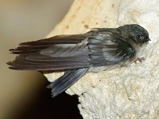 Atiu Swiftlet - eBird