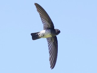 Satin Swiftlet - eBird