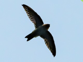 Waterfall Swift - eBird