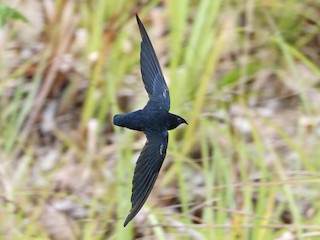 Philippine Spinetail - eBird