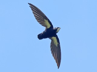 Philippine Spinetail - eBird
