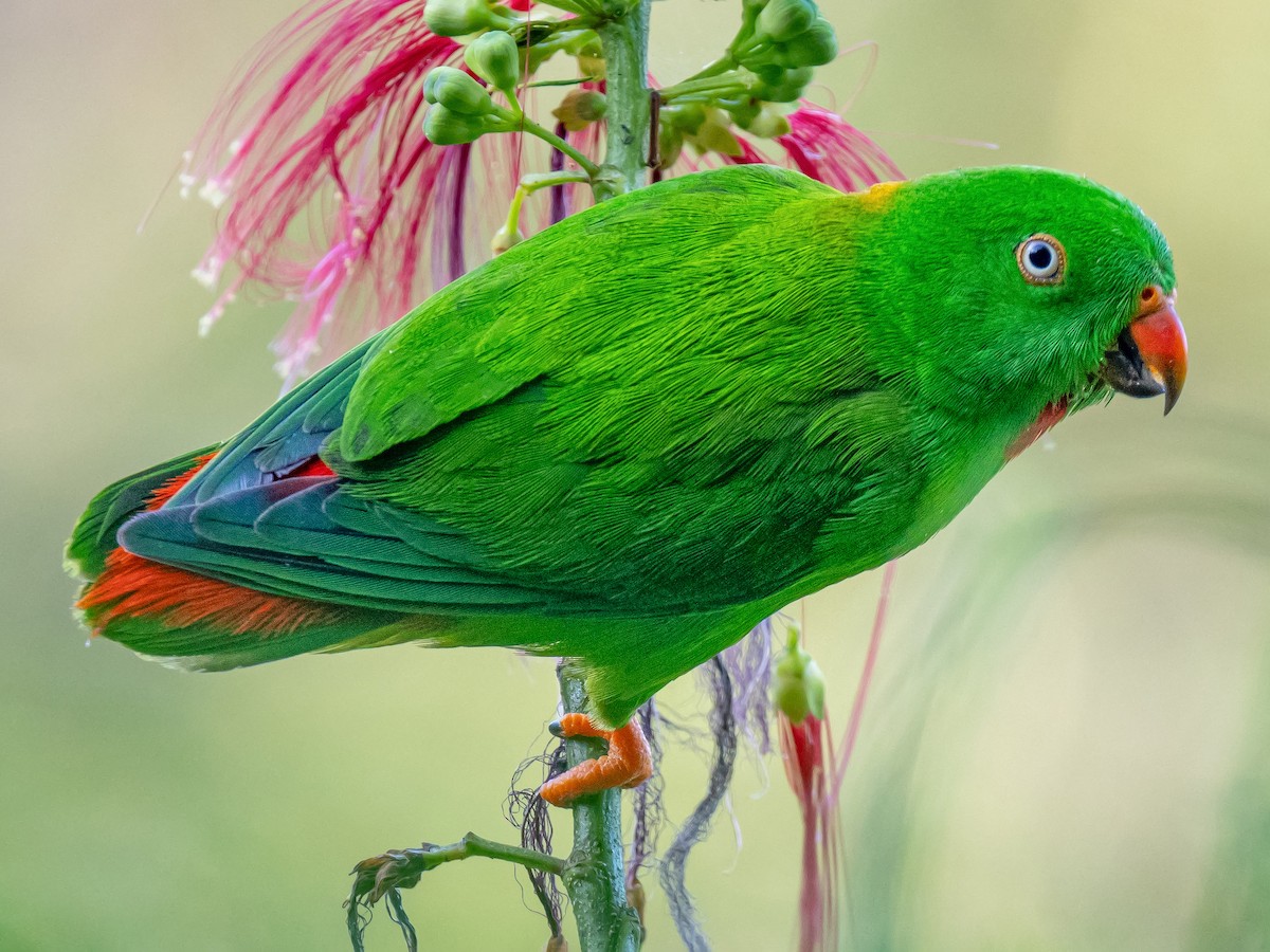 Wallace's Hanging-Parrot - Loriculus flosculus - Birds of the World