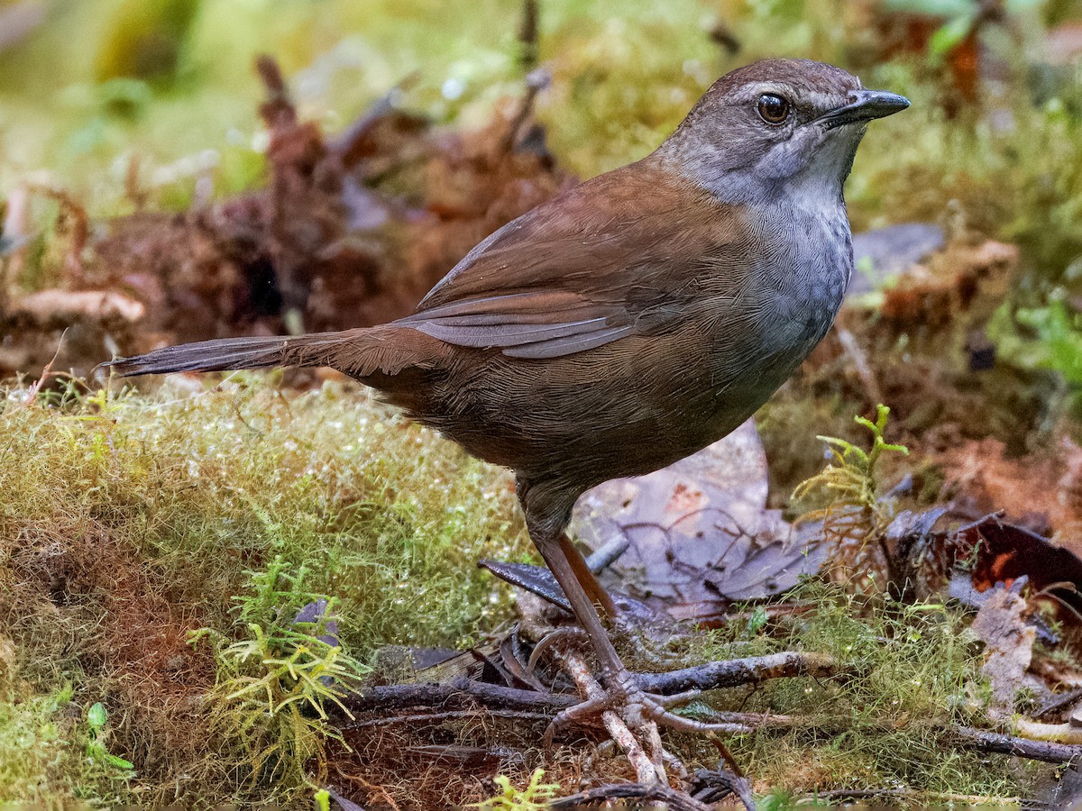 Taliabu Bush Warbler - Locustella portenta - Birds of the World