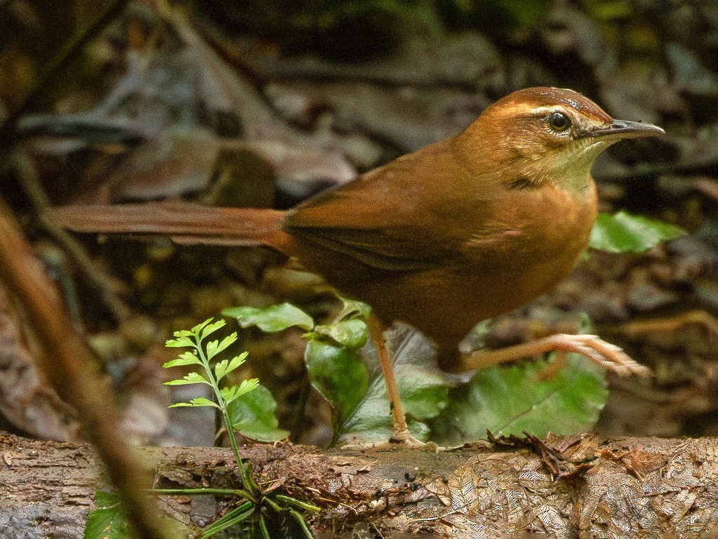 Long-legged Thicketbird - Cincloramphus rufus - Birds of the World