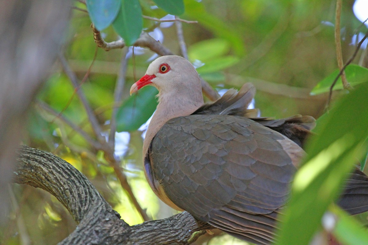 Pink Pigeon - Nesoenas mayeri - Birds of the World