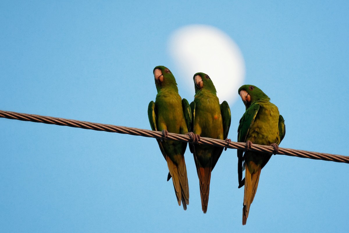 Perico Mexicano (holochlorus/brewsteri) - eBird