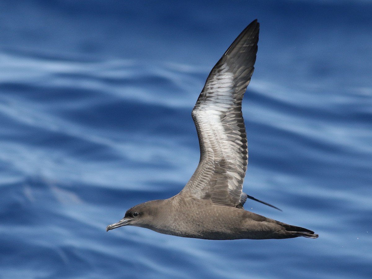 Sooty Shearwater - Ardenna grisea - Birds of the World