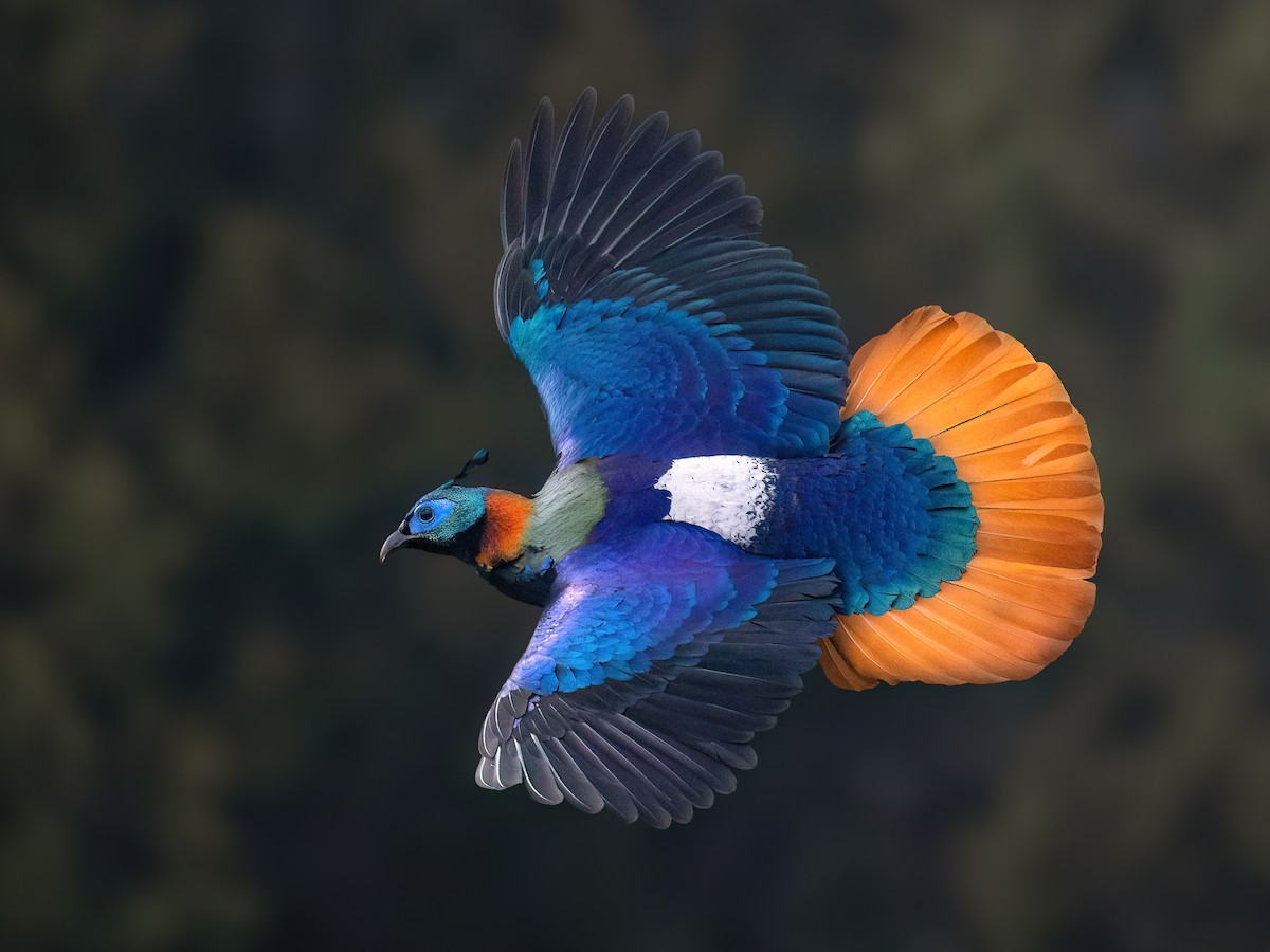 Himalayan Monal - Lophophorus impejanus - Birds of the World