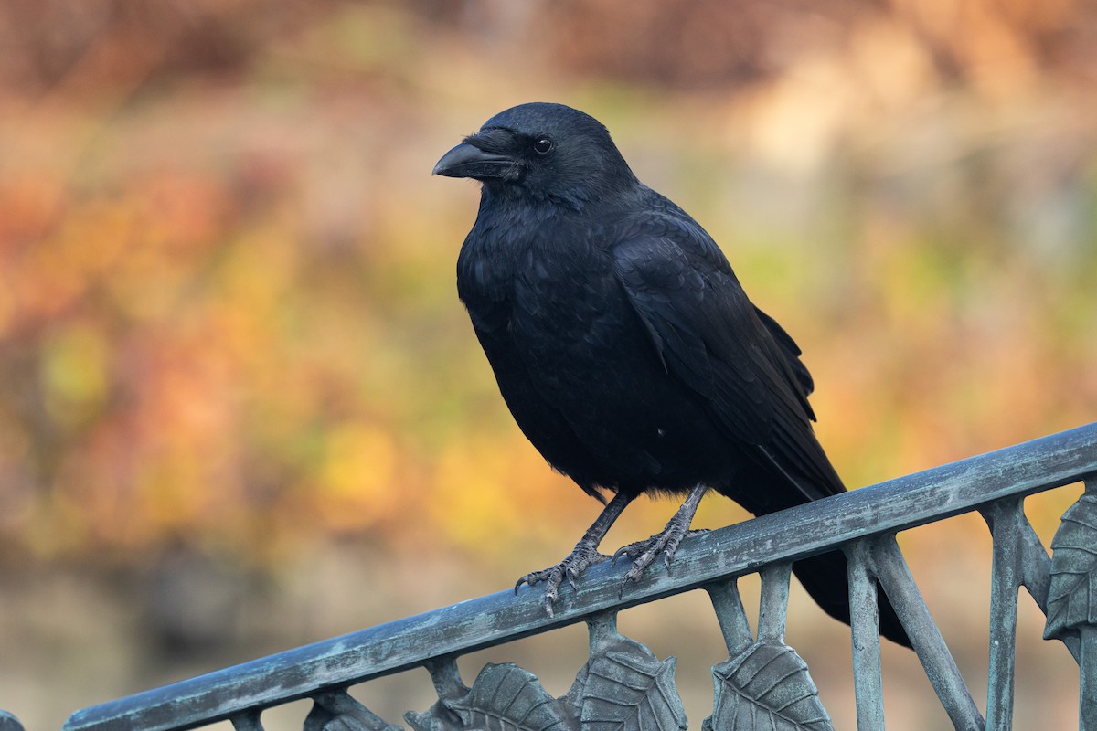 Carrion Crow (Eastern) - eBird
