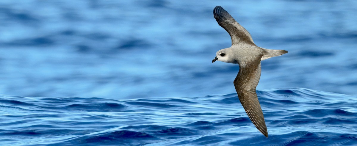 Birds of the World - Cornell Lab of Ornithology