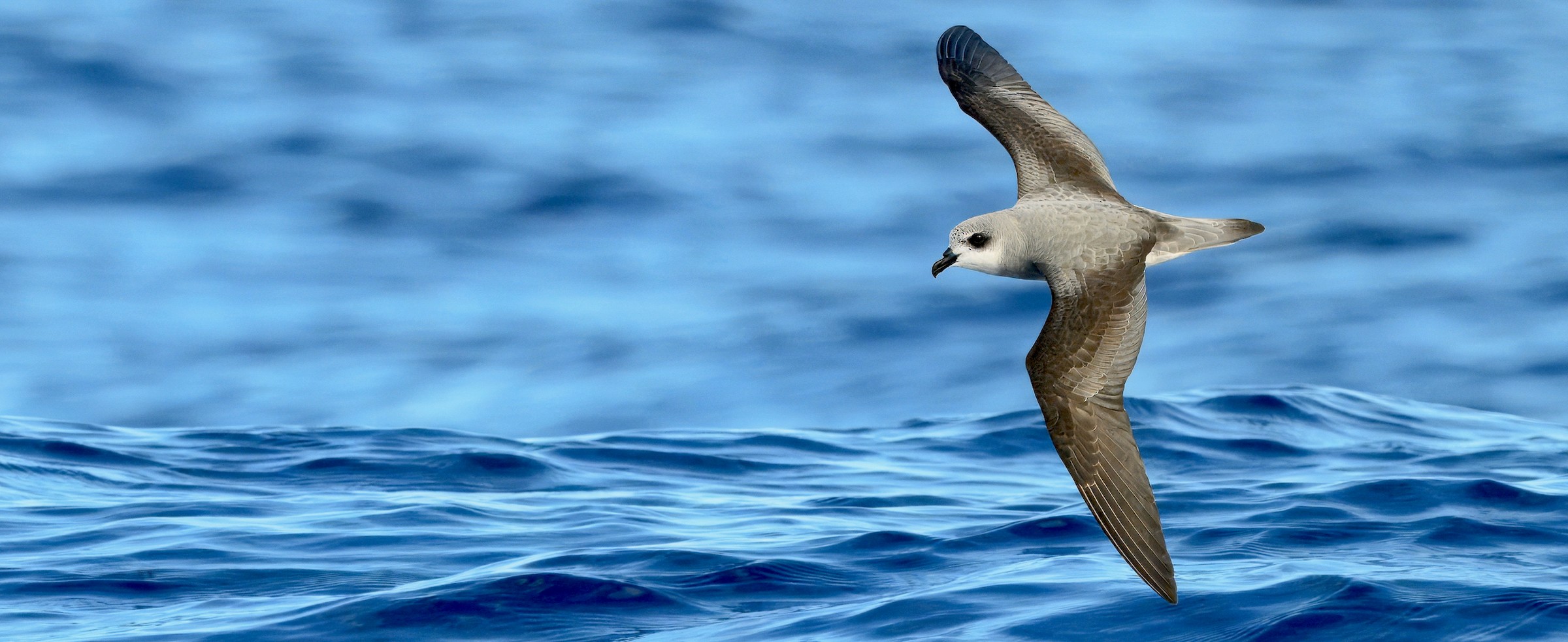Birds of the World - Cornell Lab of Ornithology