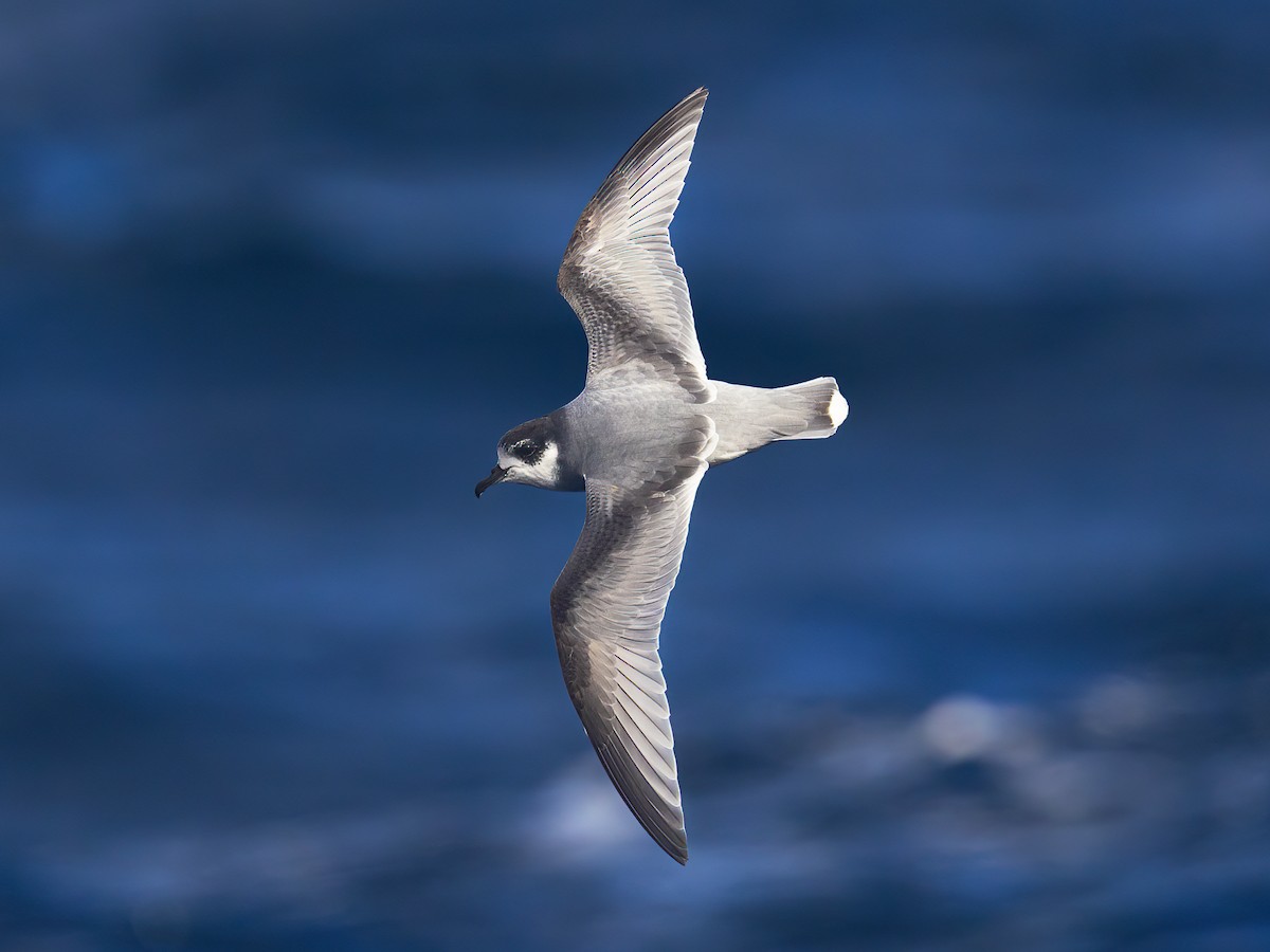 Blue Petrel - Halobaena caerulea - Birds of the World