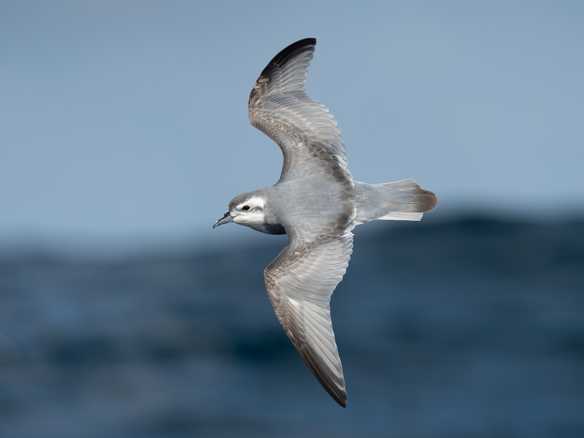 Slender-billed Prion - Pachyptila belcheri - Birds of the World