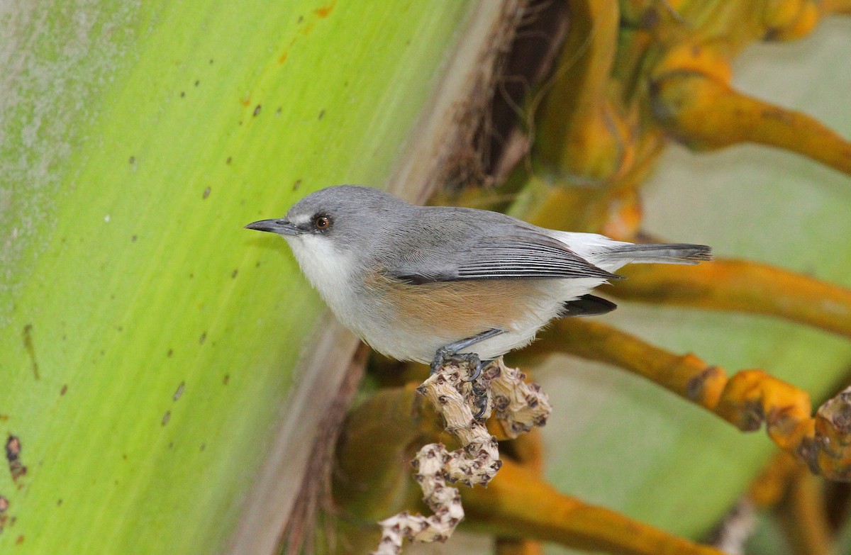 Mauritius Gray White-eye - Zosterops mauritianus - Birds of the World