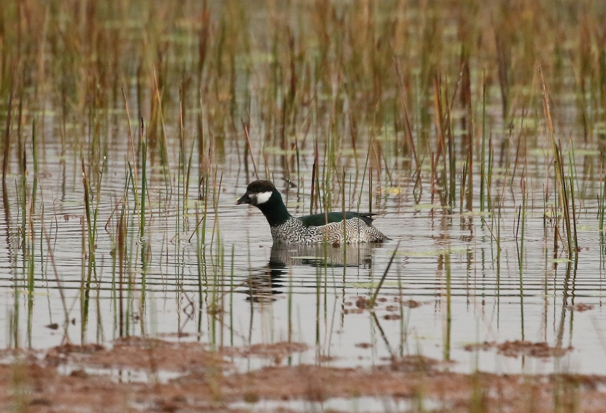 eBird Checklist - 24 Jun 2017 - Pandanus Lagoon Walk, Mareeba Wetlands ...