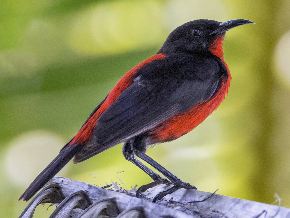 Rotuma Myzomela - Myzomela chermesina - Birds of the World