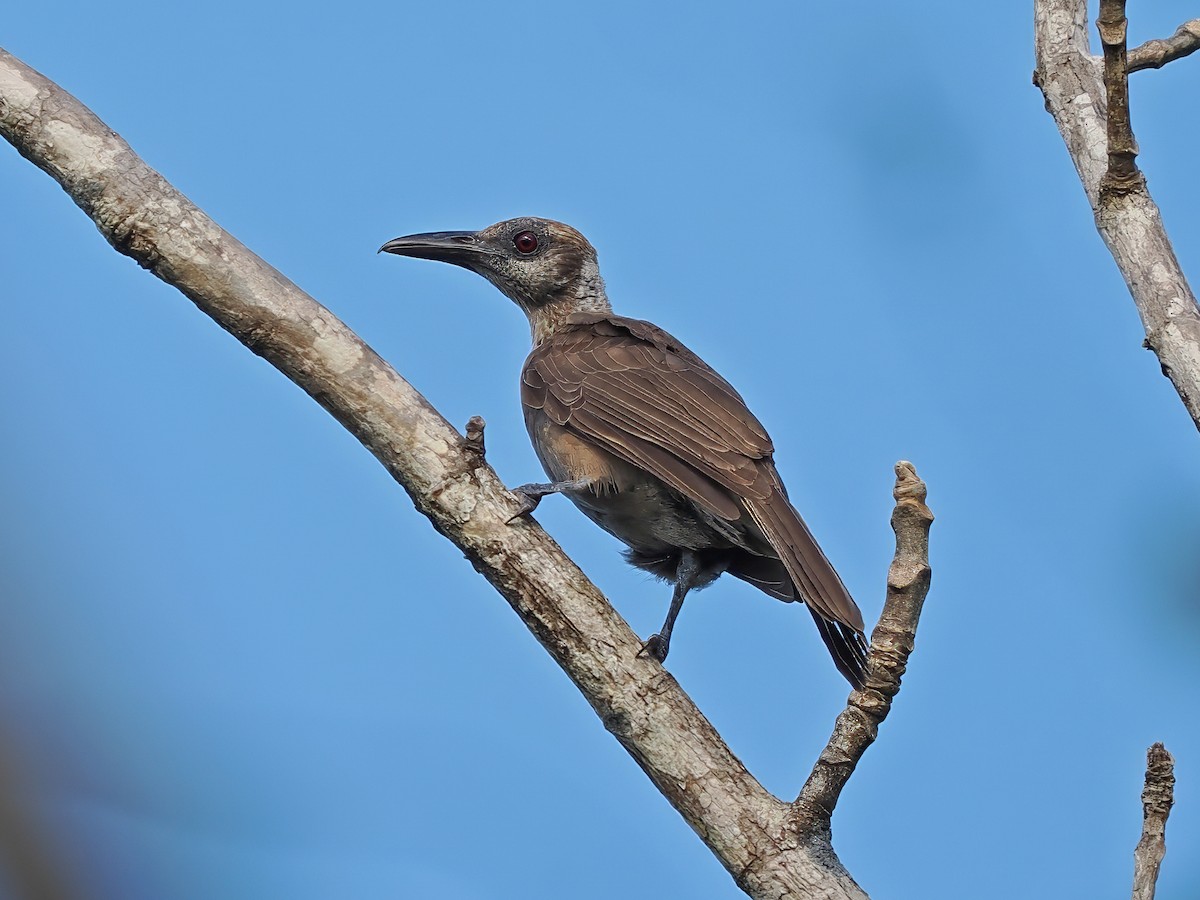 Tanimbar Oriole - Oriolus decipiens - Birds of the World