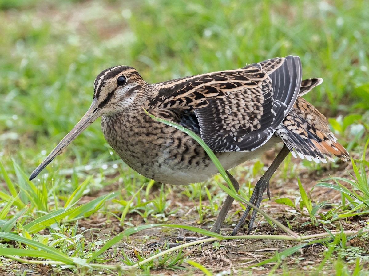 Swinhoe's Snipe - Gallinago megala - Birds of the World