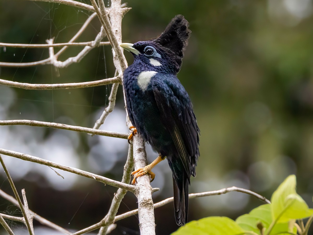 Long-crested Myna - Basilornis corythaix - Birds of the World