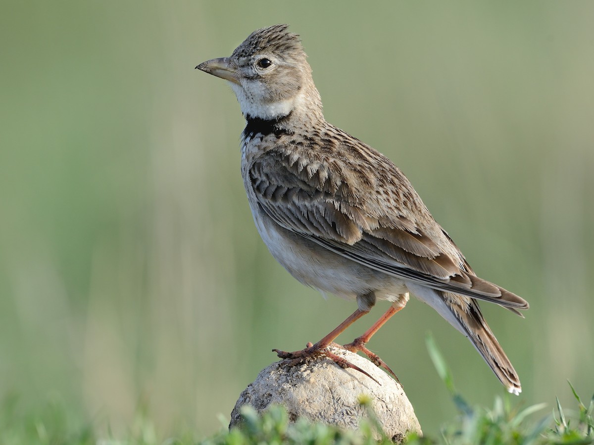 Calandra Lark - Melanocorypha calandra - Birds of the World
