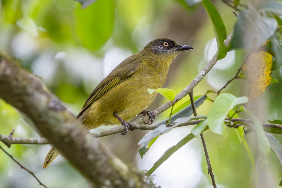 Olive-headed Greenbul (Olive-headed) - eBird