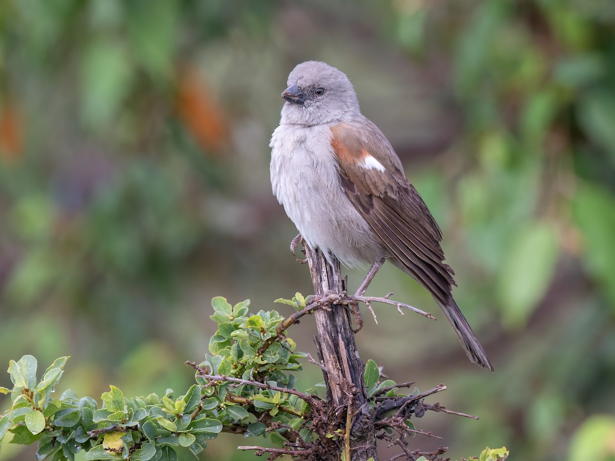 Swahili Sparrow - Passer suahelicus - Birds of the World