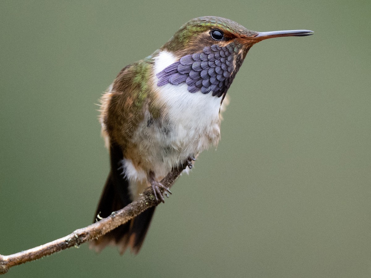 Volcano Hummingbird - Selasphorus flammula - Birds of the World