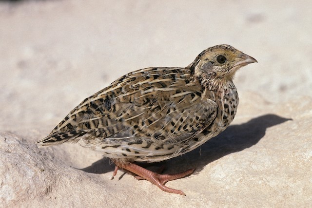 Common Quails When Climate Change Comes After Even The Most Common