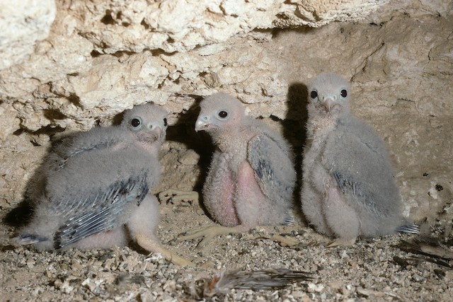 Falco Finto Cono Falco Finto Spaventa Passeri Acquista QUI