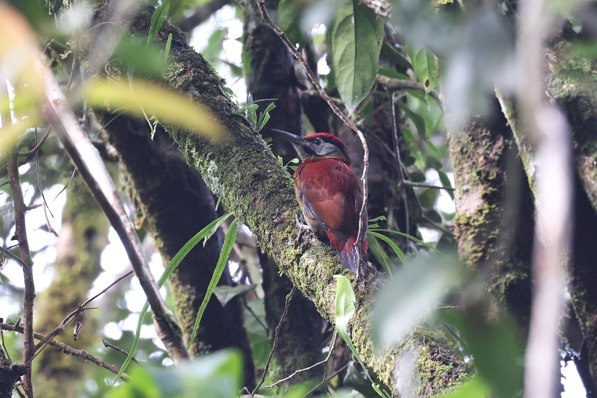 綠啄木(dedemi) - eBird