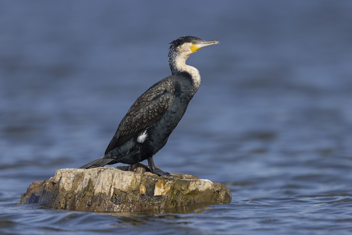 Great Cormorant (White-breasted) - eBird