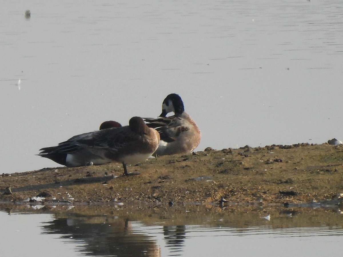 lapasorsa x haapana (risteymä) - eBird