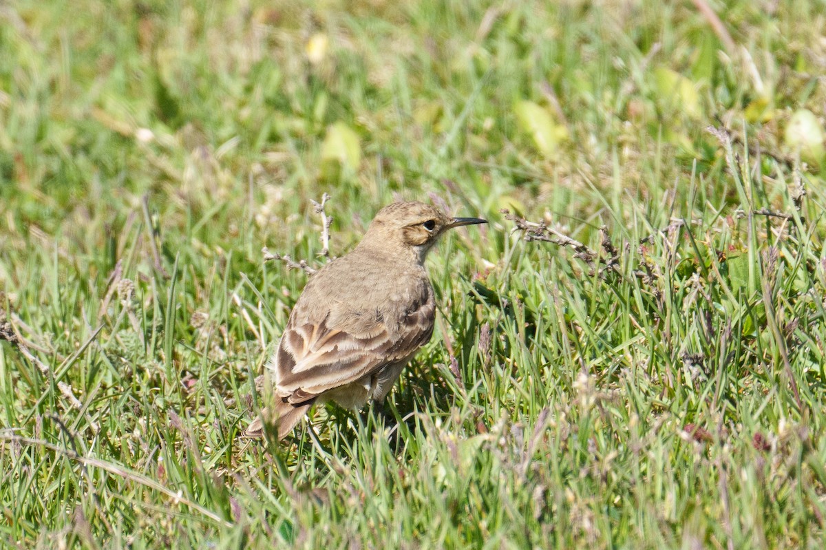 Common Miner (Patagonian) - eBird
