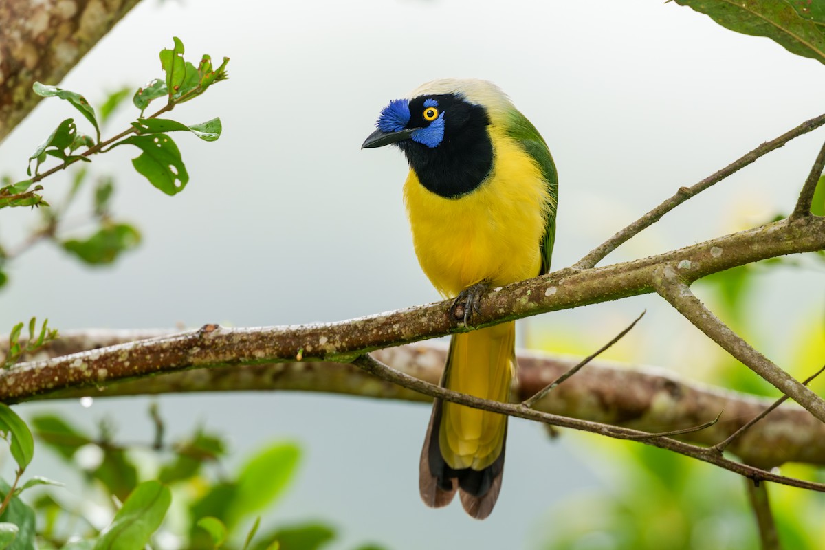 Green Jay (Inca) - eBird