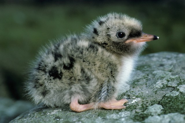 Arctic Tern Baby