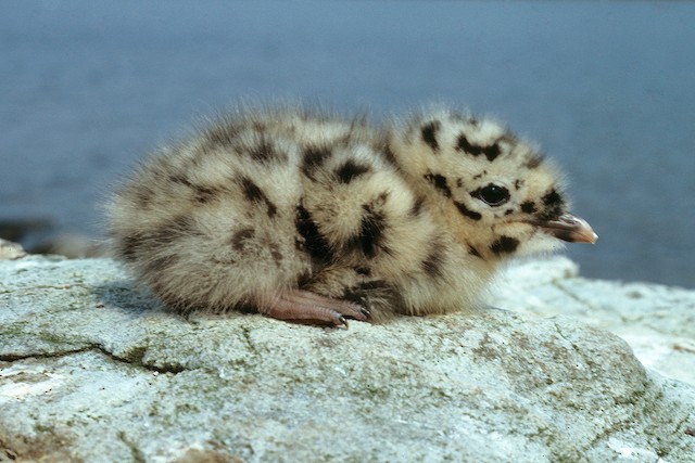 Gull Nautisk Tau Kant Common Gull Larus Canus Birds Of The World