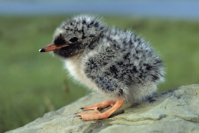 Arctic Tern Baby