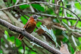 Gray-headed Babbler - Stachyris poliocephala - Birds of the World