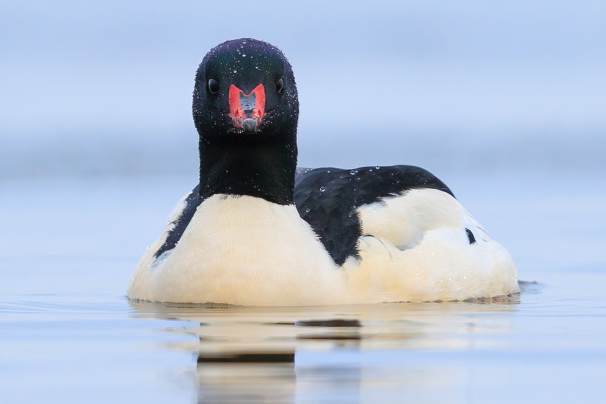 Common Merganser (North American) - eBird