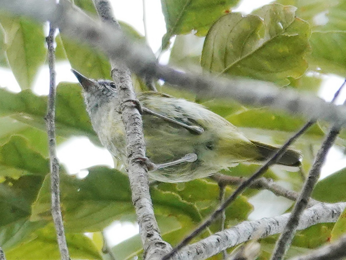 Island Leaf Warbler (Peleng) - eBird