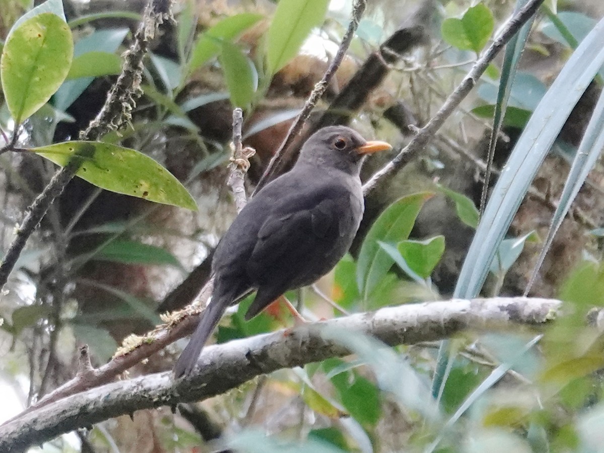 Moluccan Island-Thrush - Turdus deningeri - Birds of the World