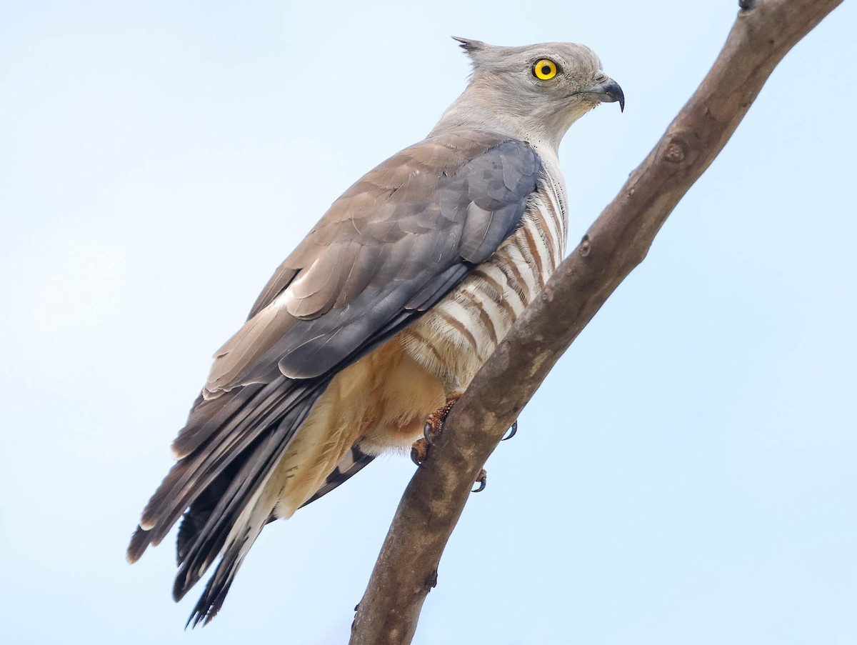 Pacific Baza - Aviceda subcristata - Birds of the World