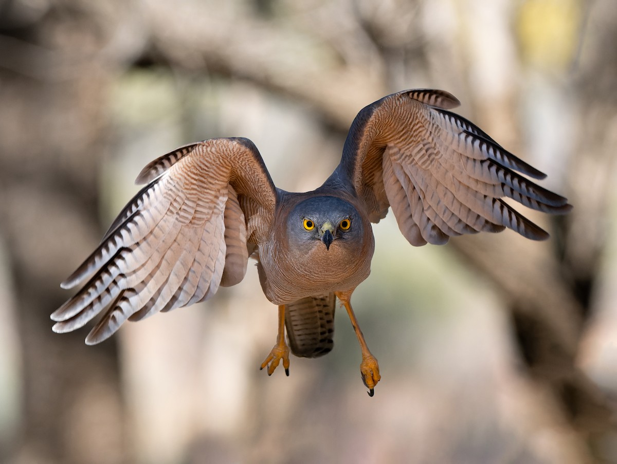 Brown Goshawk - Tachyspiza fasciata - Birds of the World