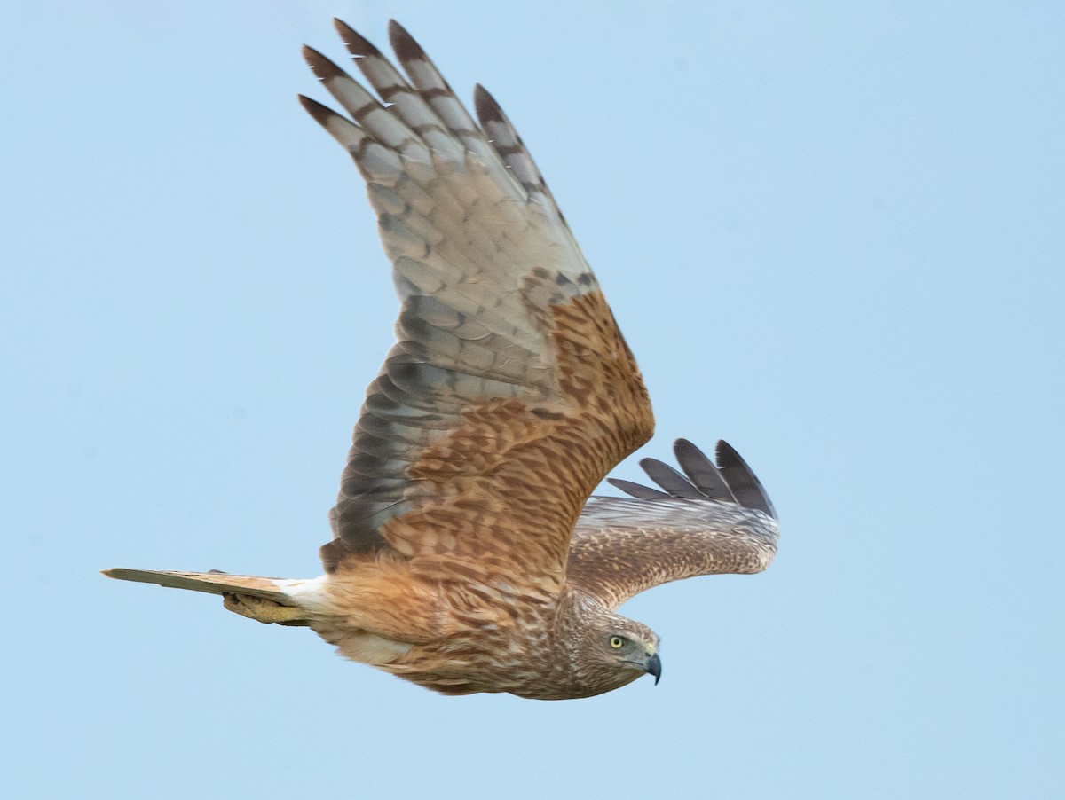 Swamp Harrier - Circus approximans - Birds of the World