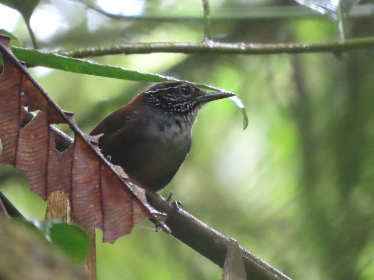 White-breasted Wood Wren (Choco) - eBird