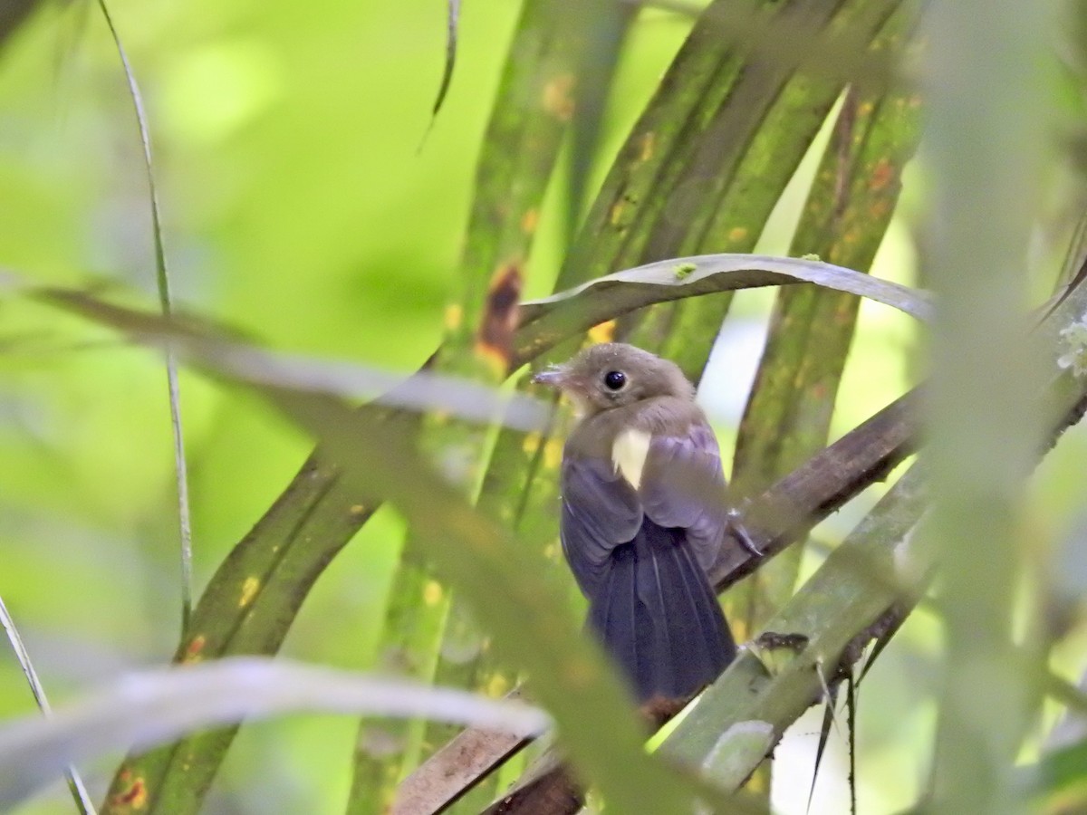 cimetastoprsi/crnorepi satir - eBird